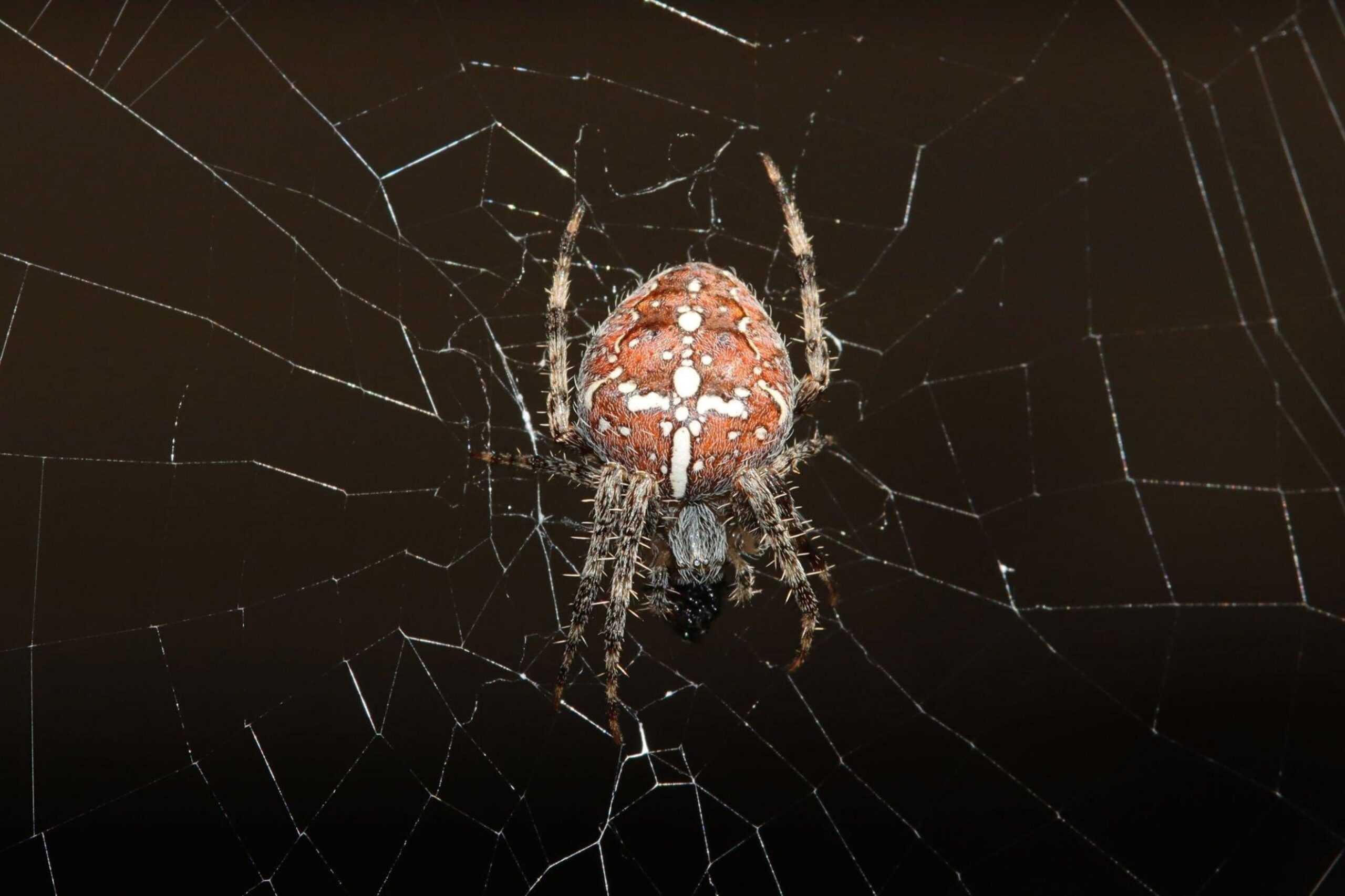 Common House Spiders In Utah
